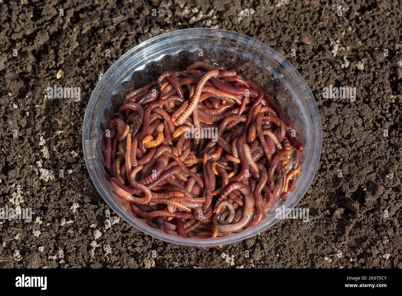 Vermi nei pesci immagini e fotografie stock ad alta risoluzione - Alamy