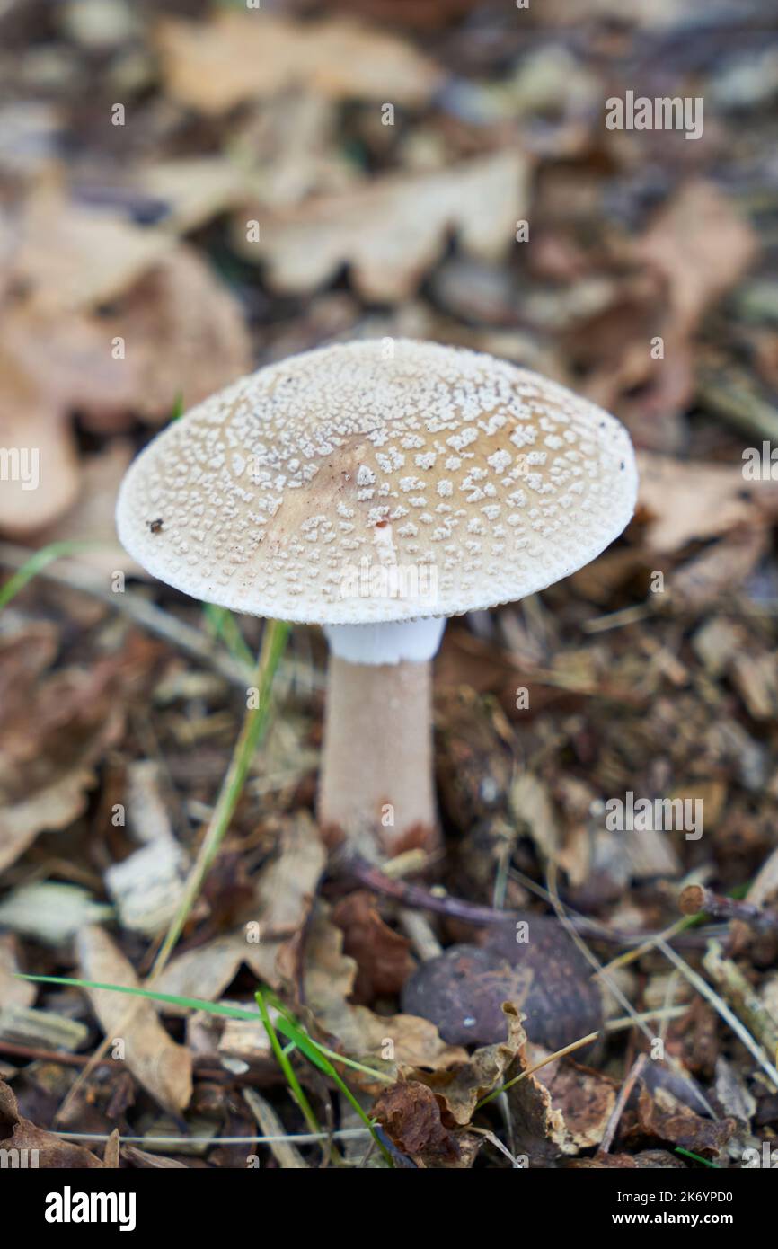 Setas y hongos immagini e fotografie stock ad alta risoluzione - Alamy