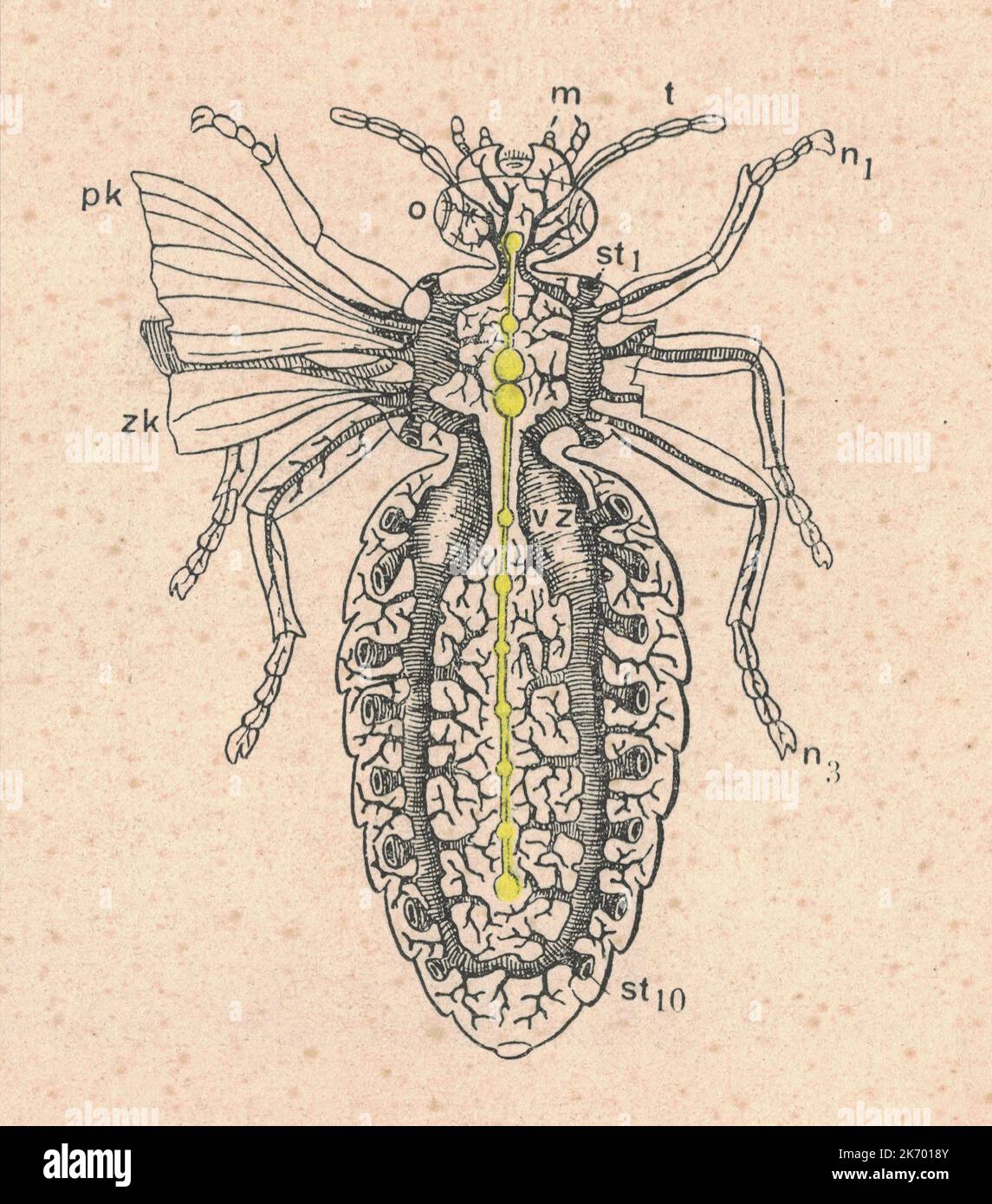 Illustrazione vintage dell'insetto (nervi e trachea). Immagine antica ...