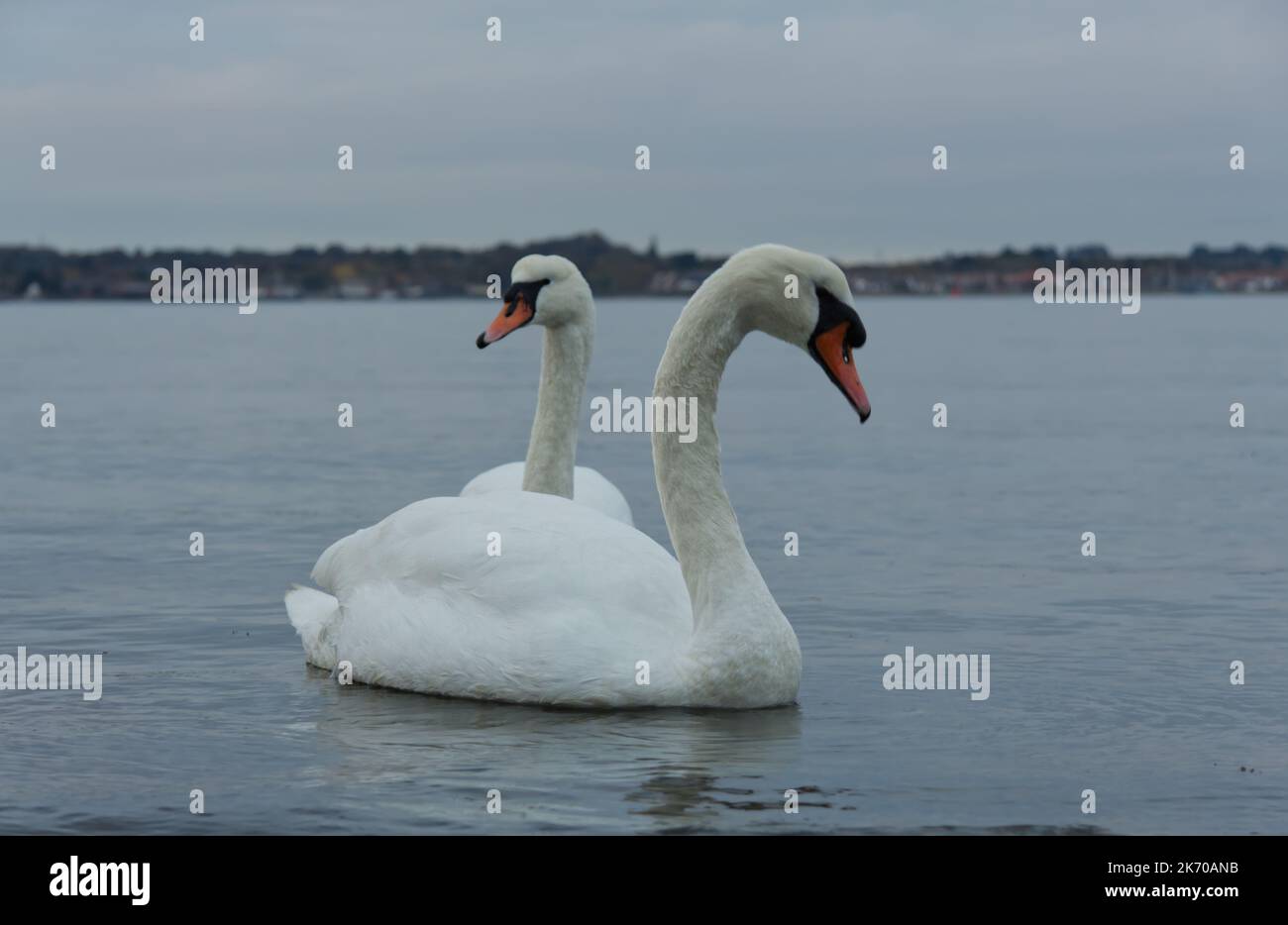 Sfondo di cigni bianchi immagini e fotografie stock ad alta risoluzione ...