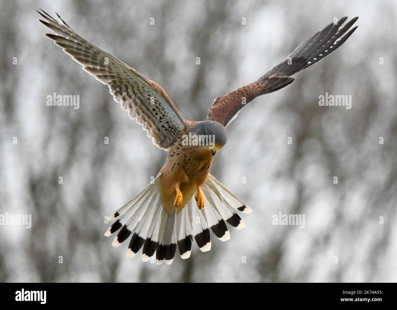 Maschio gheppio comune immagini e fotografie stock ad alta risoluzione ...