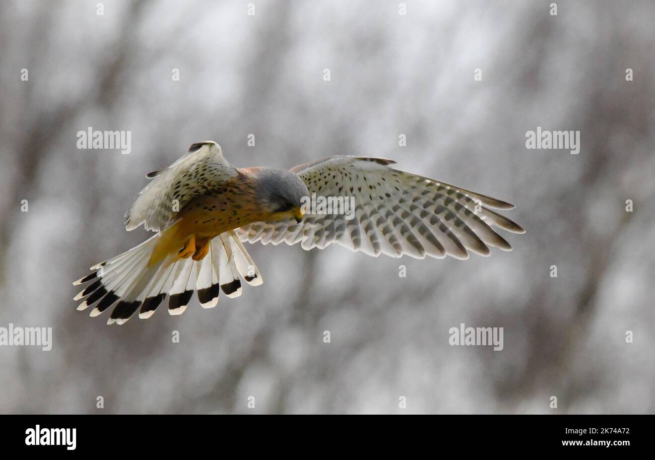 Maschio gheppio comune immagini e fotografie stock ad alta risoluzione ...