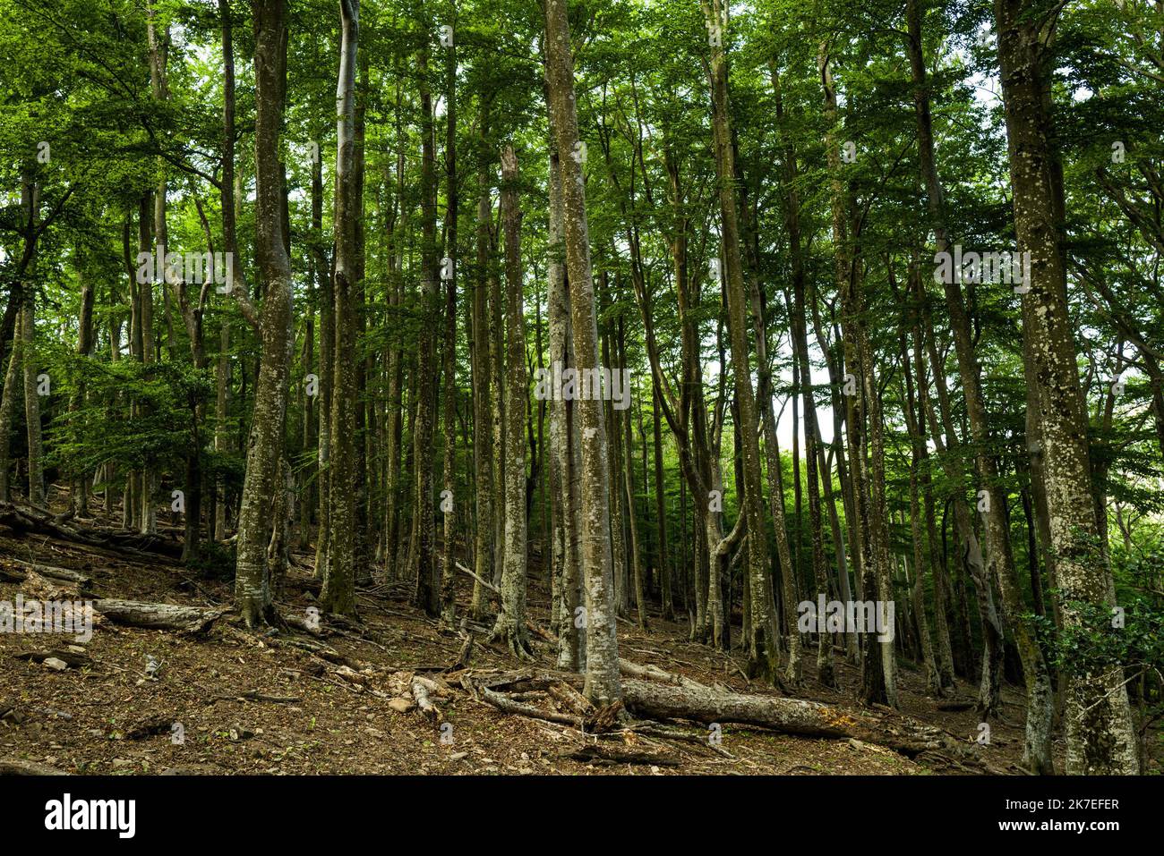 ©PHOTOPQR/l'INDEPENDANT/Nicolas Parent ; ; 29/07/2021 ; la hêtraie de ...
