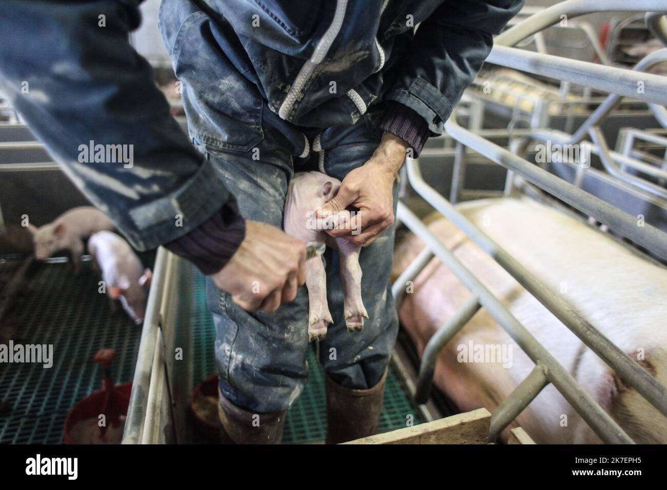 Castrazione dei maialini immagini e fotografie stock ad alta ...