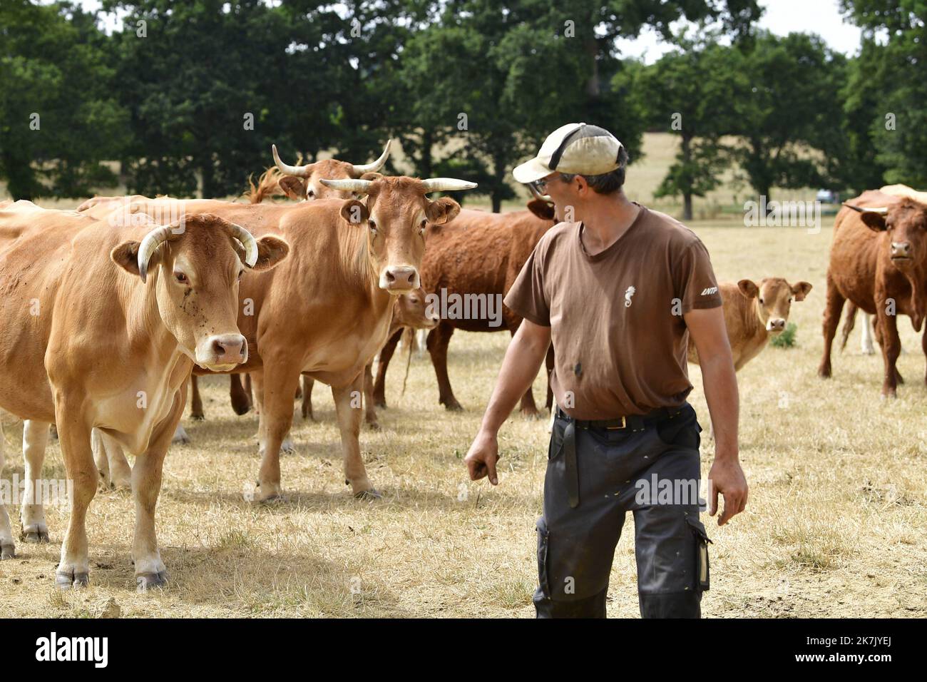 ©PHOTOPQR/OUEST FRANCE/Vincent MICHEL ; Chasne sur Illet ; 01/08/2022 ; Illustration de la ...