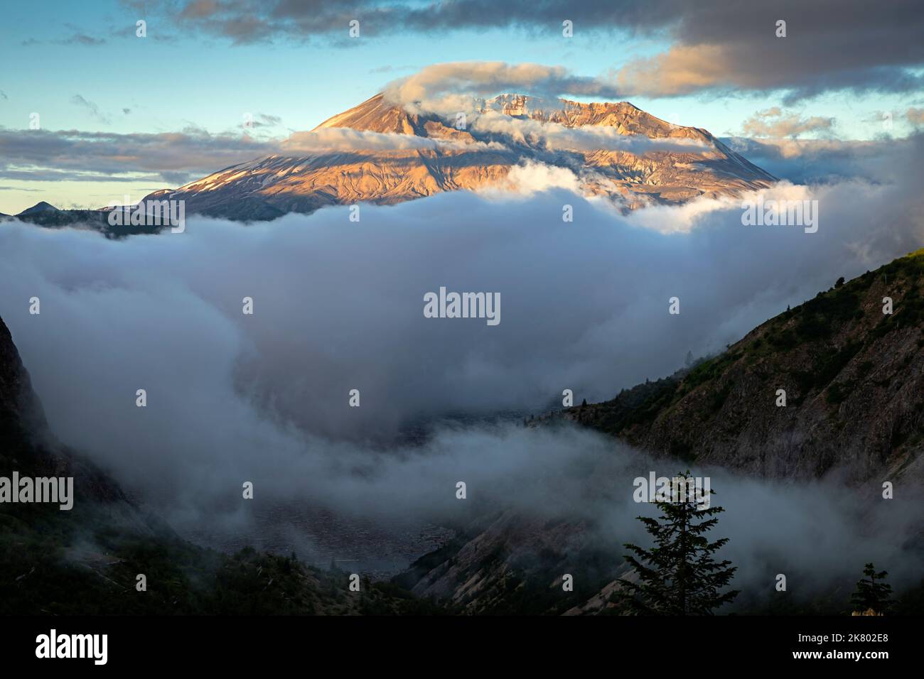 Oltre 40 anni di ricrescita immagini e fotografie stock ad alta ...