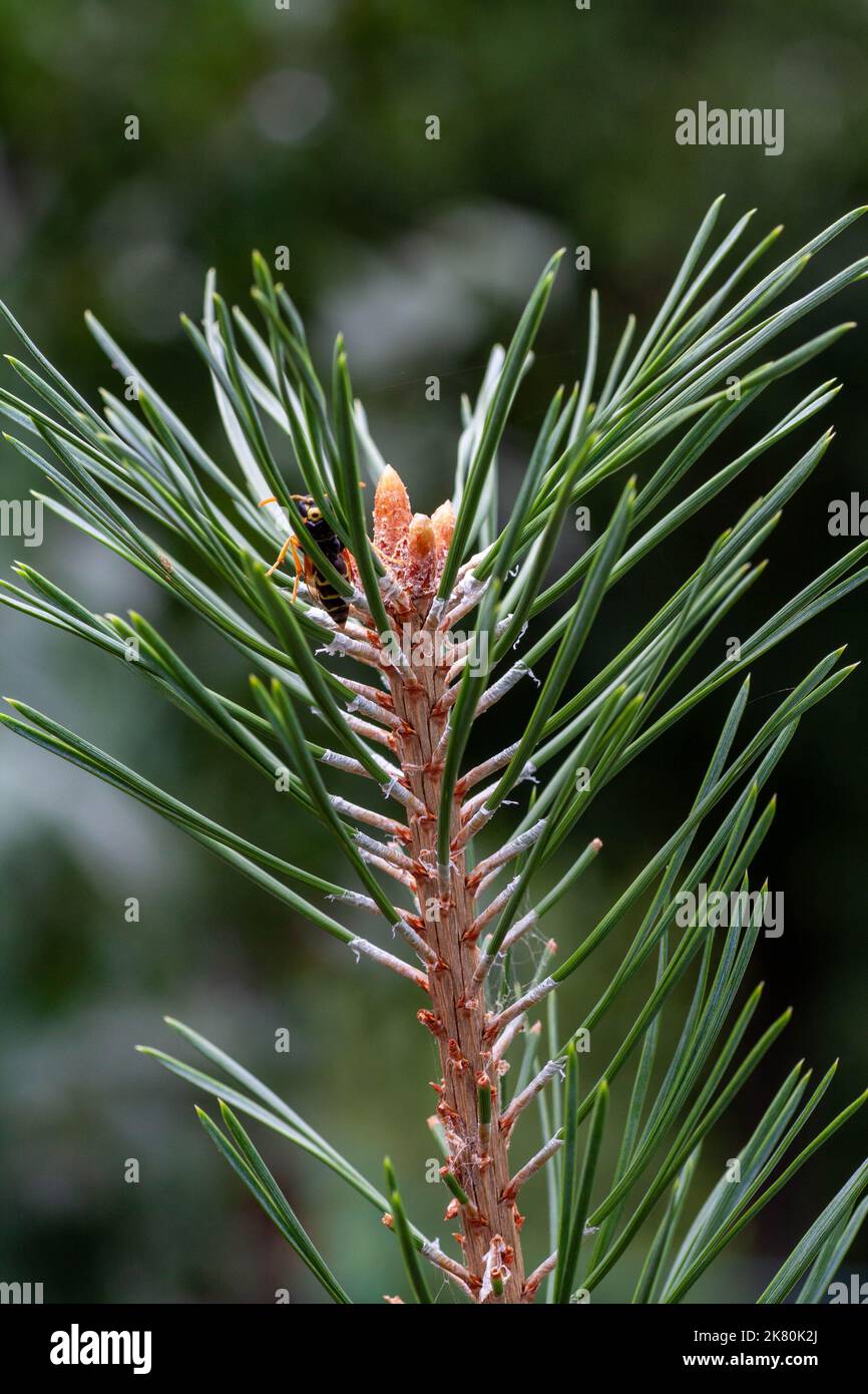 Malattie di alberi di conifere - parassiti di legno di pino ...