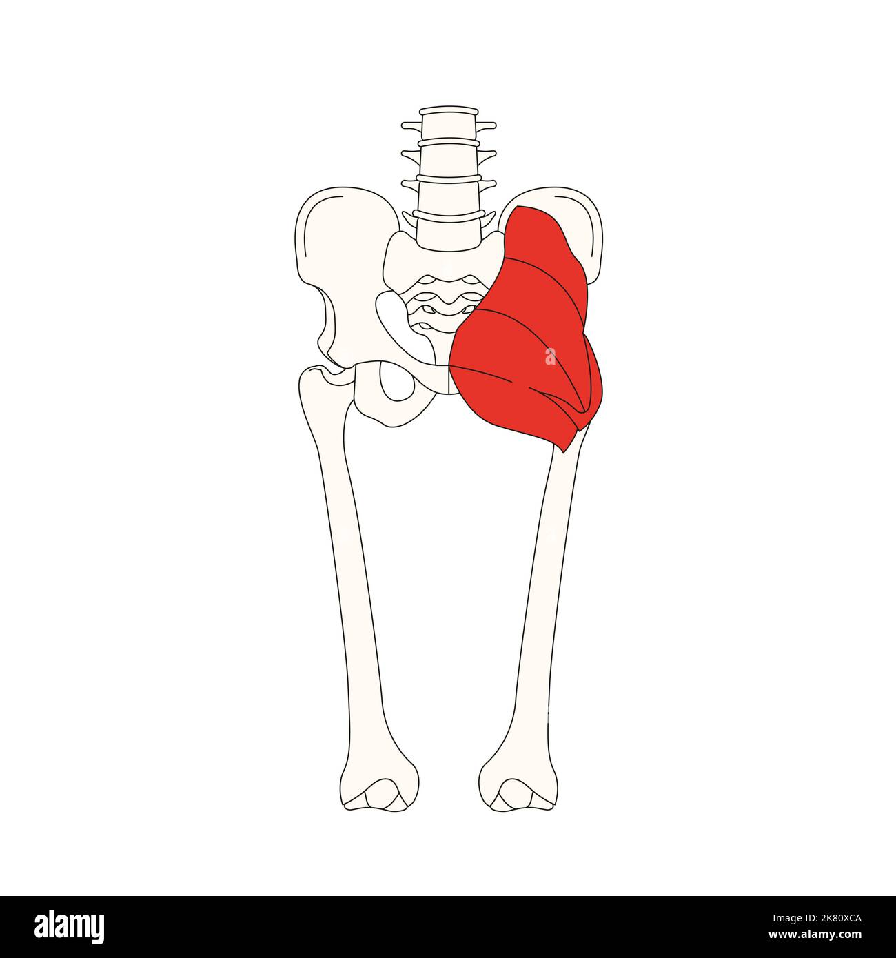 Gluteus muscles immagini e fotografie stock ad alta risoluzione - Alamy