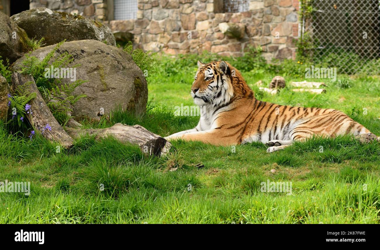 Una tigre dell'amur allo zoo immagini e fotografie stock ad alta ...