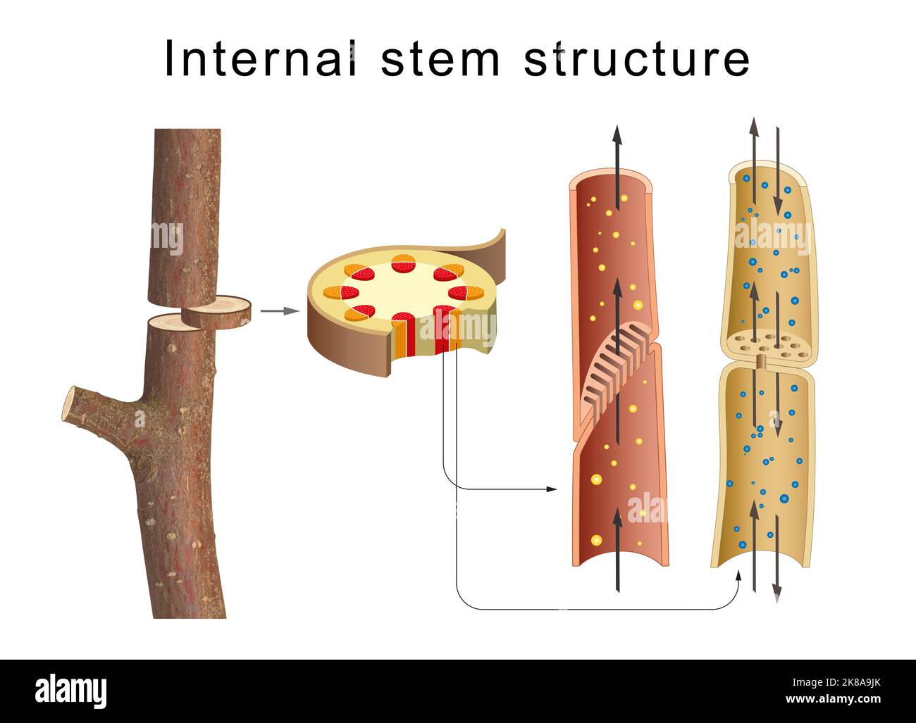 Anatomia dello stelo immagini e fotografie stock ad alta risoluzione ...