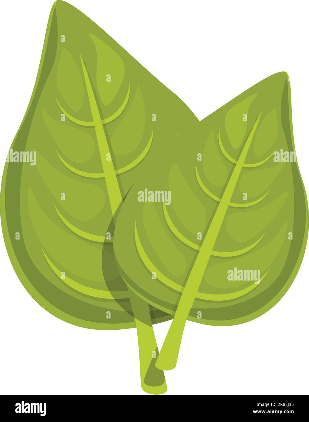 Dragoncello origano maggiorana timo Immagini Vettoriali Stock - Alamy