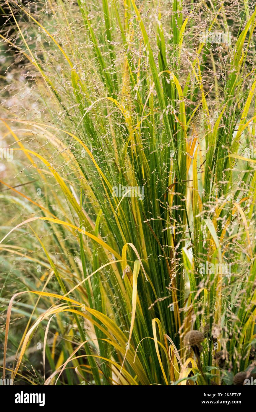 Panicum virgatum northwind immagini e fotografie stock ad alta ...
