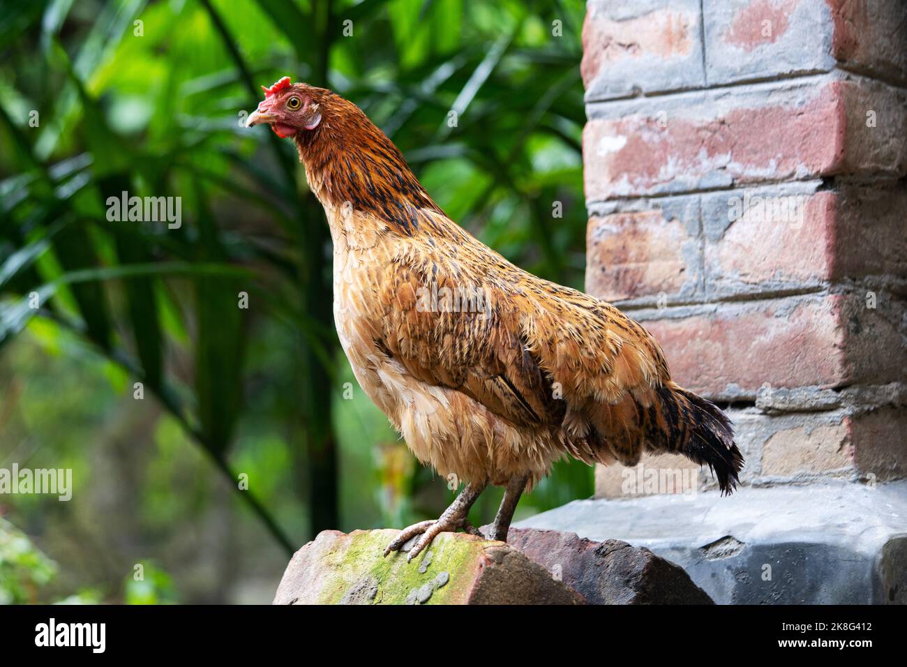 Gallo con galline e pulcini immagini e fotografie stock ad alta ...