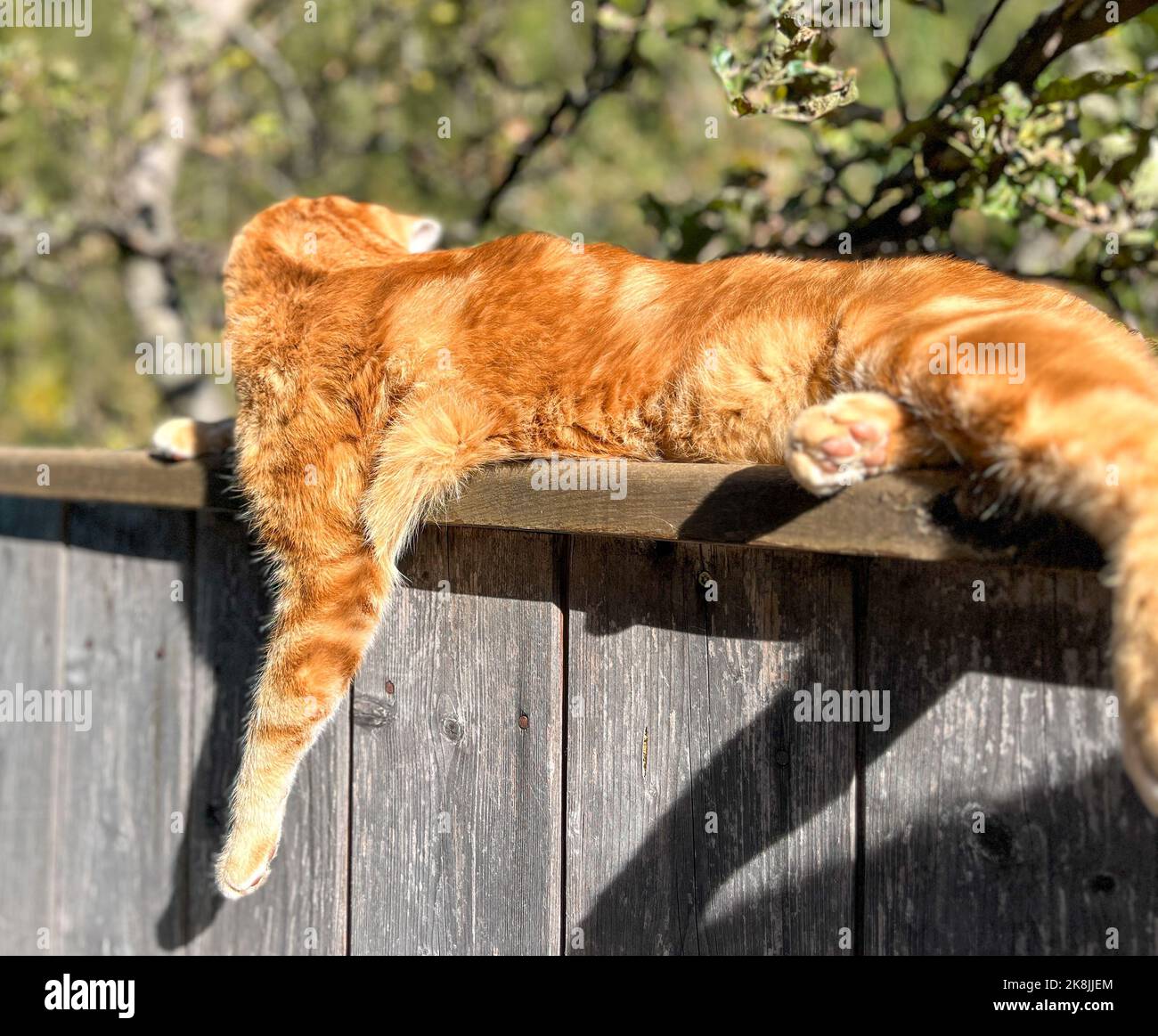 Gatto addormentato sulla panchina immagini e fotografie stock ad alta ...