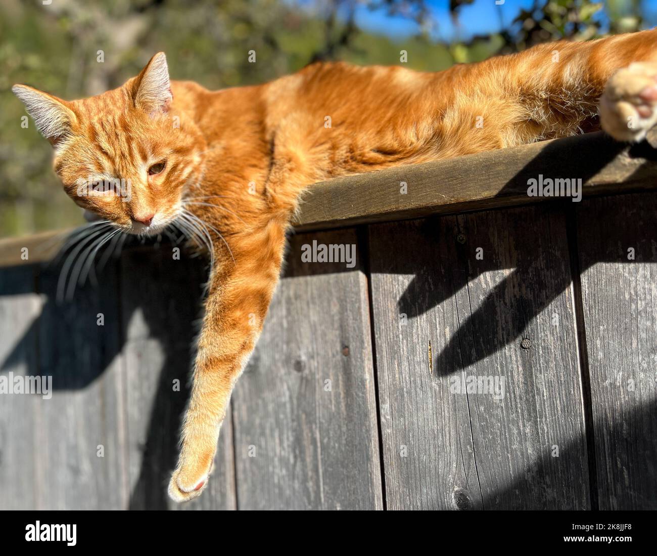 Gatto addormentato sulla panchina immagini e fotografie stock ad alta ...
