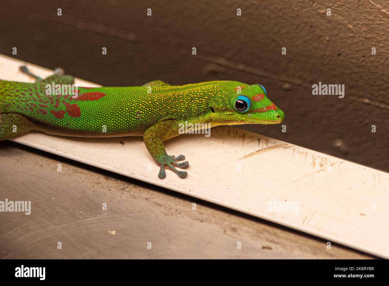 Gieco geco immagini e fotografie stock ad alta risoluzione - Alamy