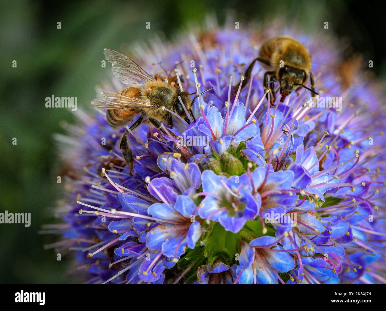 Trees bees insects immagini e fotografie stock ad alta risoluzione - Alamy
