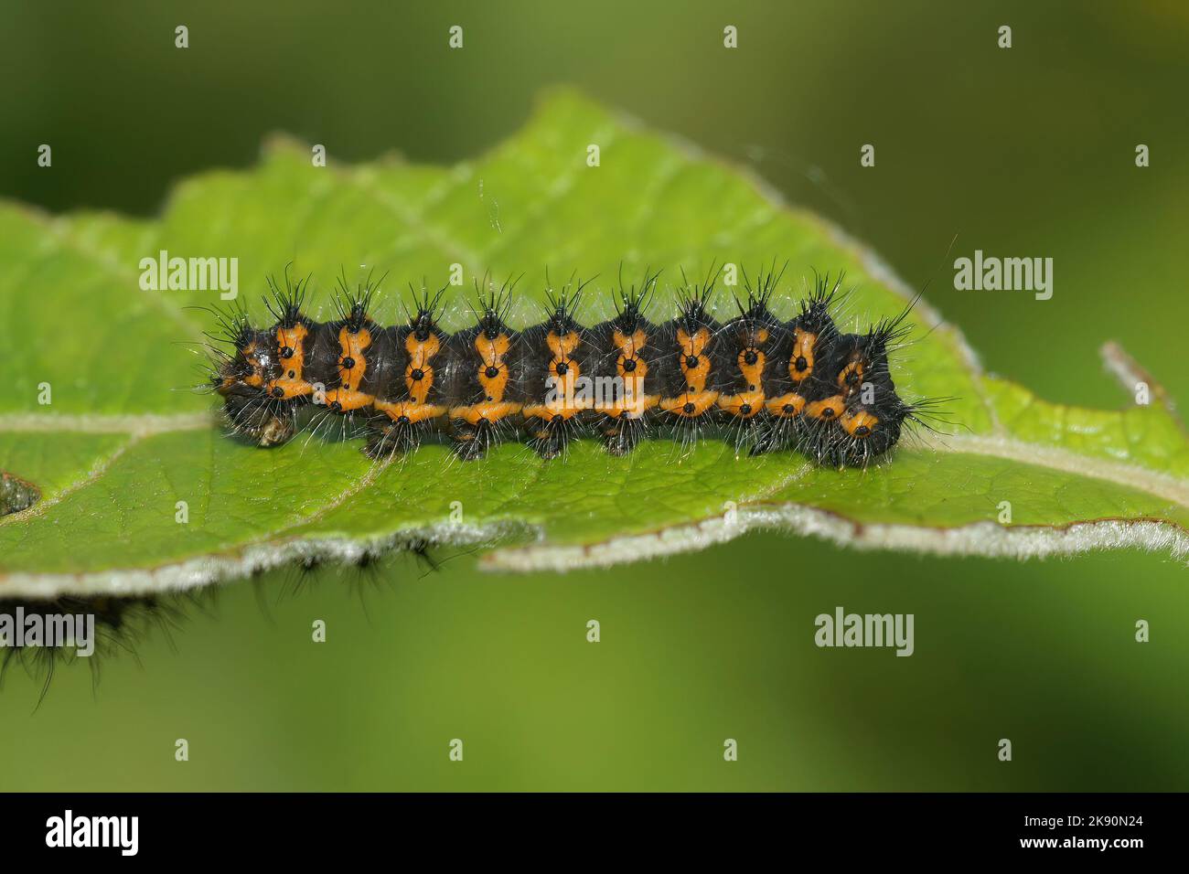 Sfondo nero falena imperatore immagini e fotografie stock ad alta ...