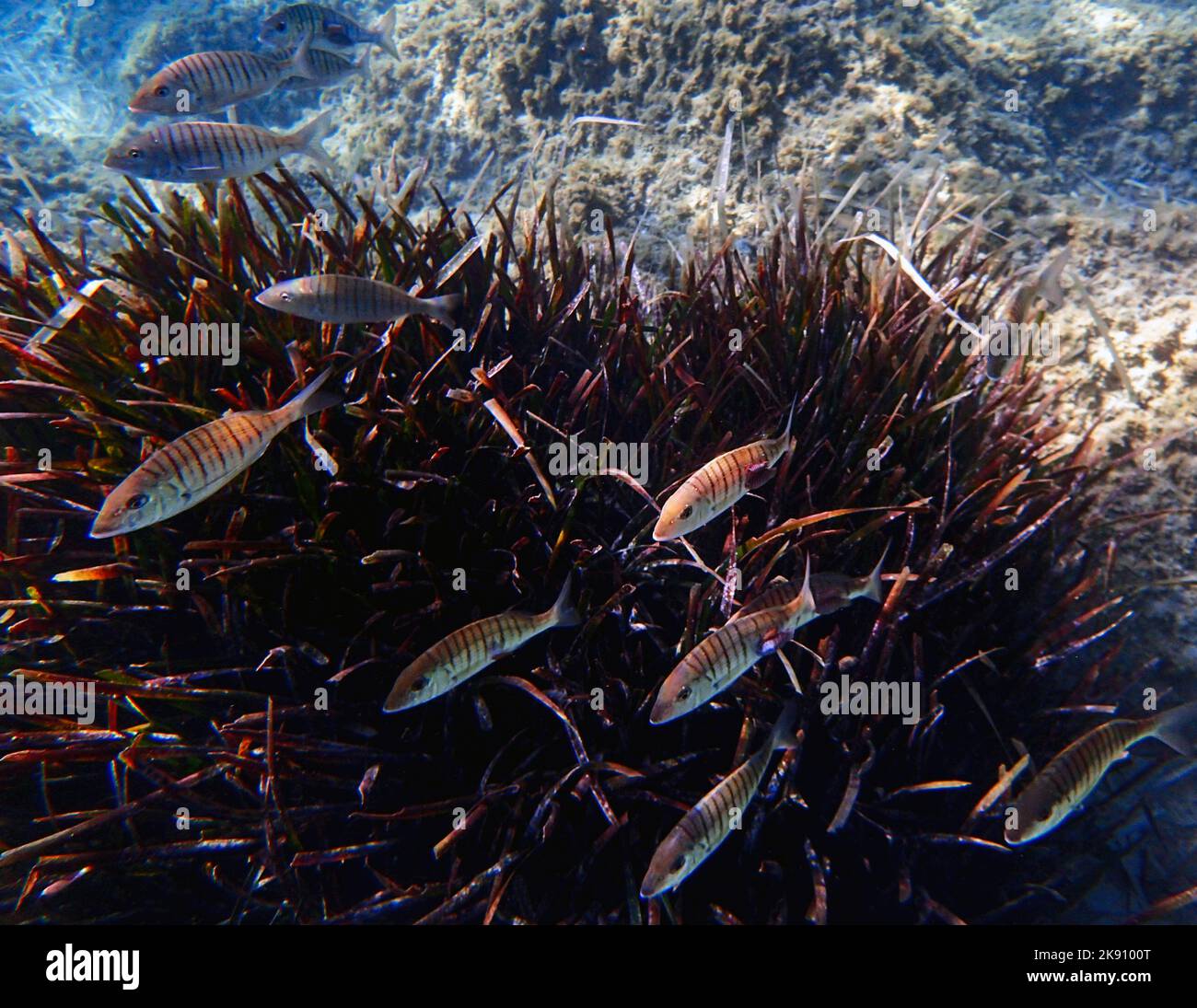 Orata orientale immagini e fotografie stock ad alta risoluzione - Alamy