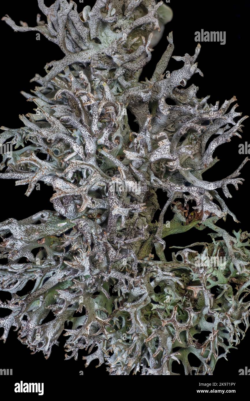 Fortemente ramificato immagini e fotografie stock ad alta risoluzione ...