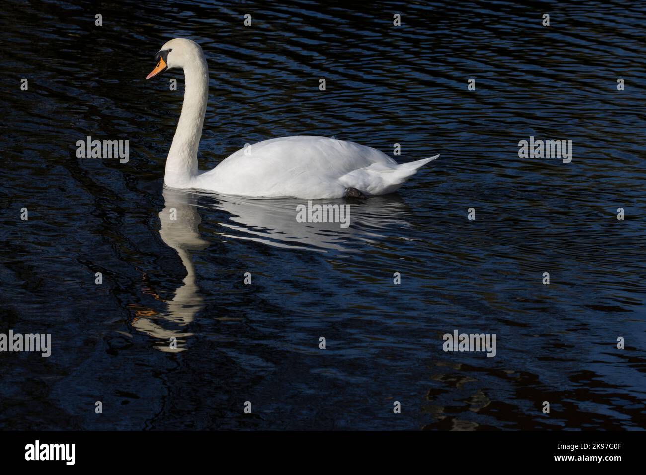Swan river stort harlow immagini e fotografie stock ad alta risoluzione ...