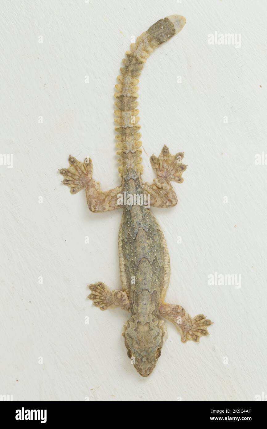 Geco volante comune immagini e fotografie stock ad alta risoluzione - Alamy