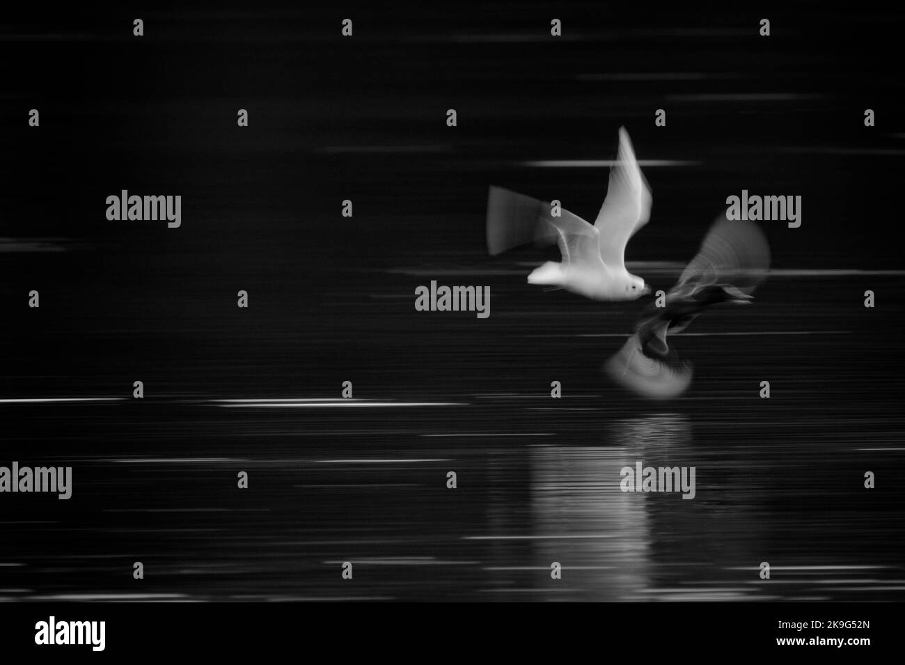 Uccello panning immagini e fotografie stock ad alta risoluzione - Alamy