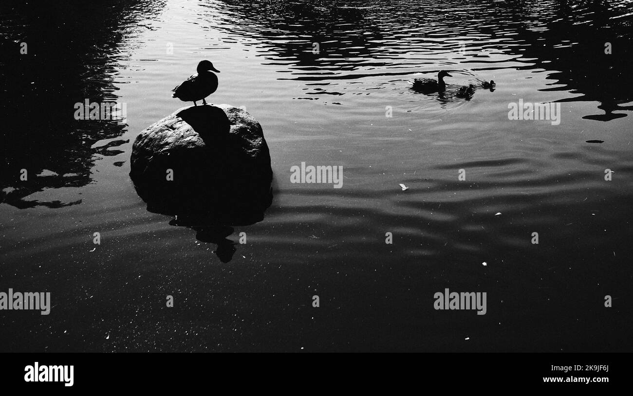 Tutte le anatre ciarlatano Foto e Immagini Stock in Bianco e Nero - Alamy