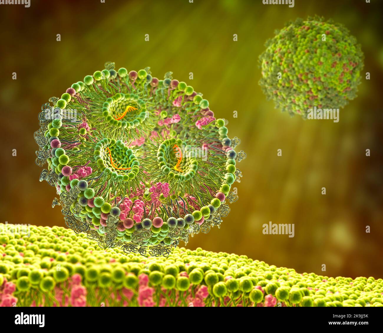 Sistema membrane interne cellula immagini e fotografie stock ad alta ...