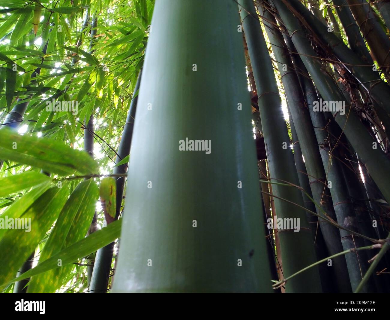 Una foresta di bambù è vista in Yichang, provincia di Hubei, Cina, 23 ...