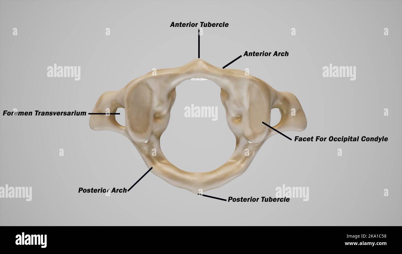 Prime vertebre cervicali immagini e fotografie stock ad alta ...