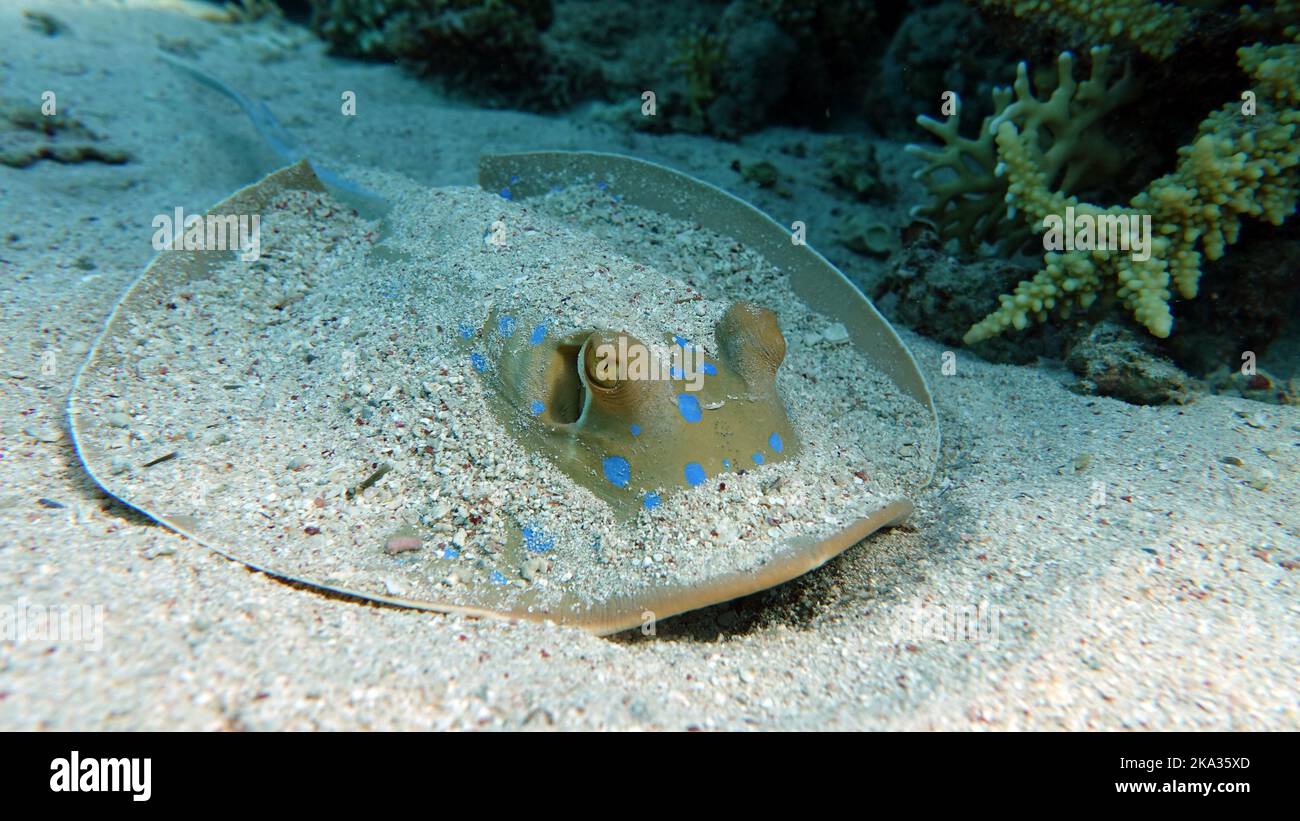 Batoidea famiglia immagini e fotografie stock ad alta risoluzione - Alamy