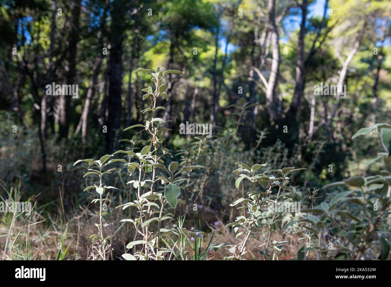Pianta di salvia selvatica che cresce sul pavimento di una pineta ...