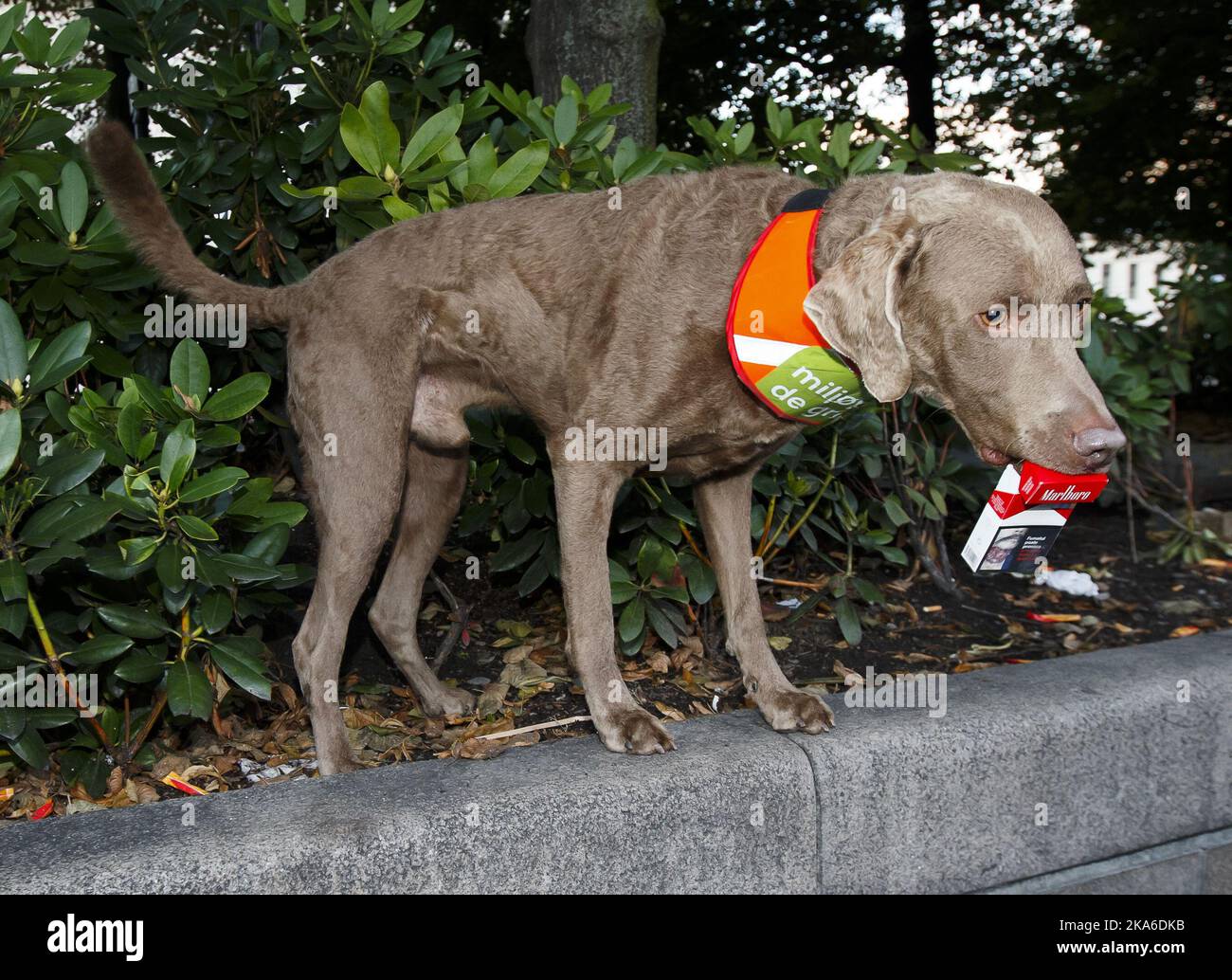OSLO, Norvegia 20150903. Garbage Dog 'Ridder' fare qualcosa di così ...