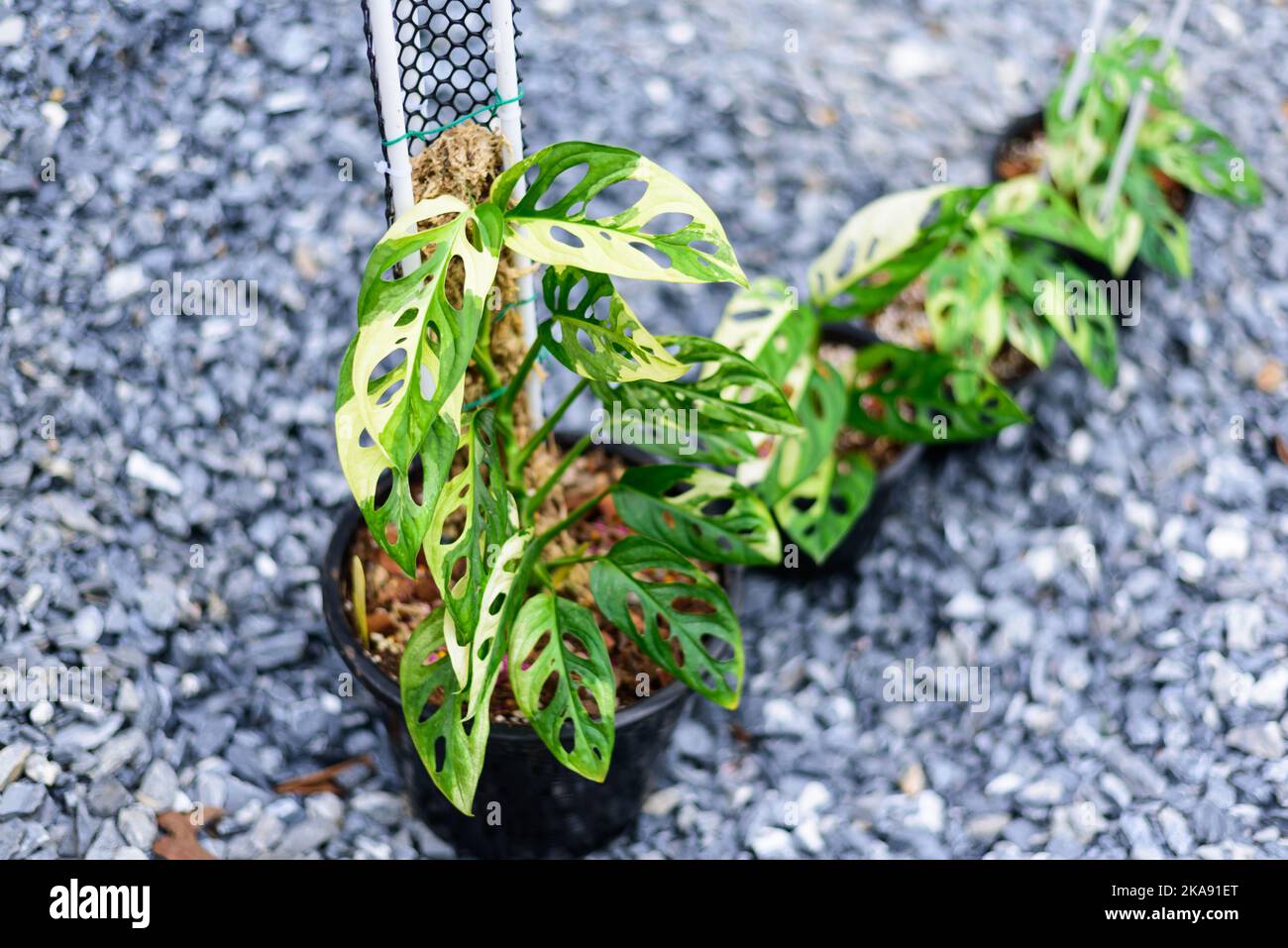 Variegato monstera albo immagini e fotografie stock ad alta risoluzione ...