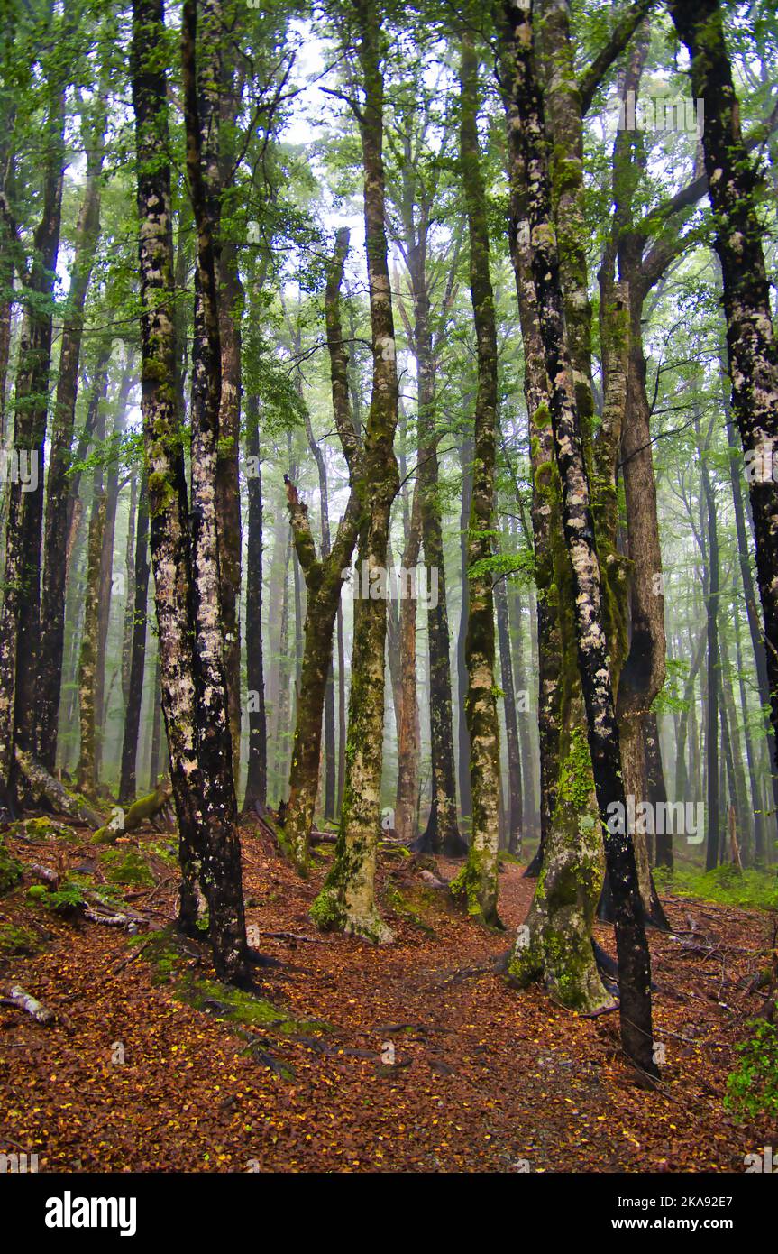Robert ein wald immagini e fotografie stock ad alta risoluzione - Alamy