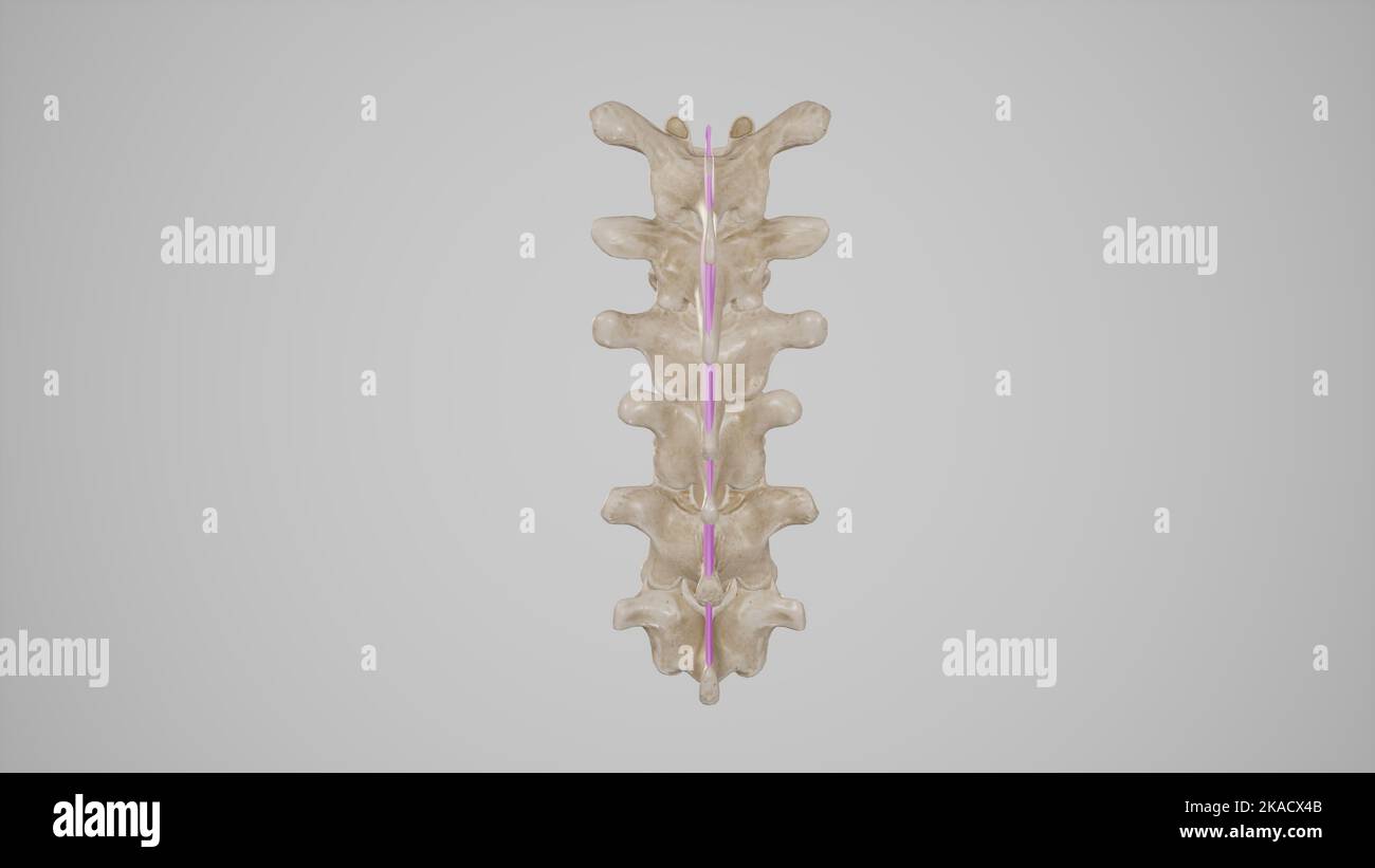Ligamentum flavum immagini e fotografie stock ad alta risoluzione - Alamy