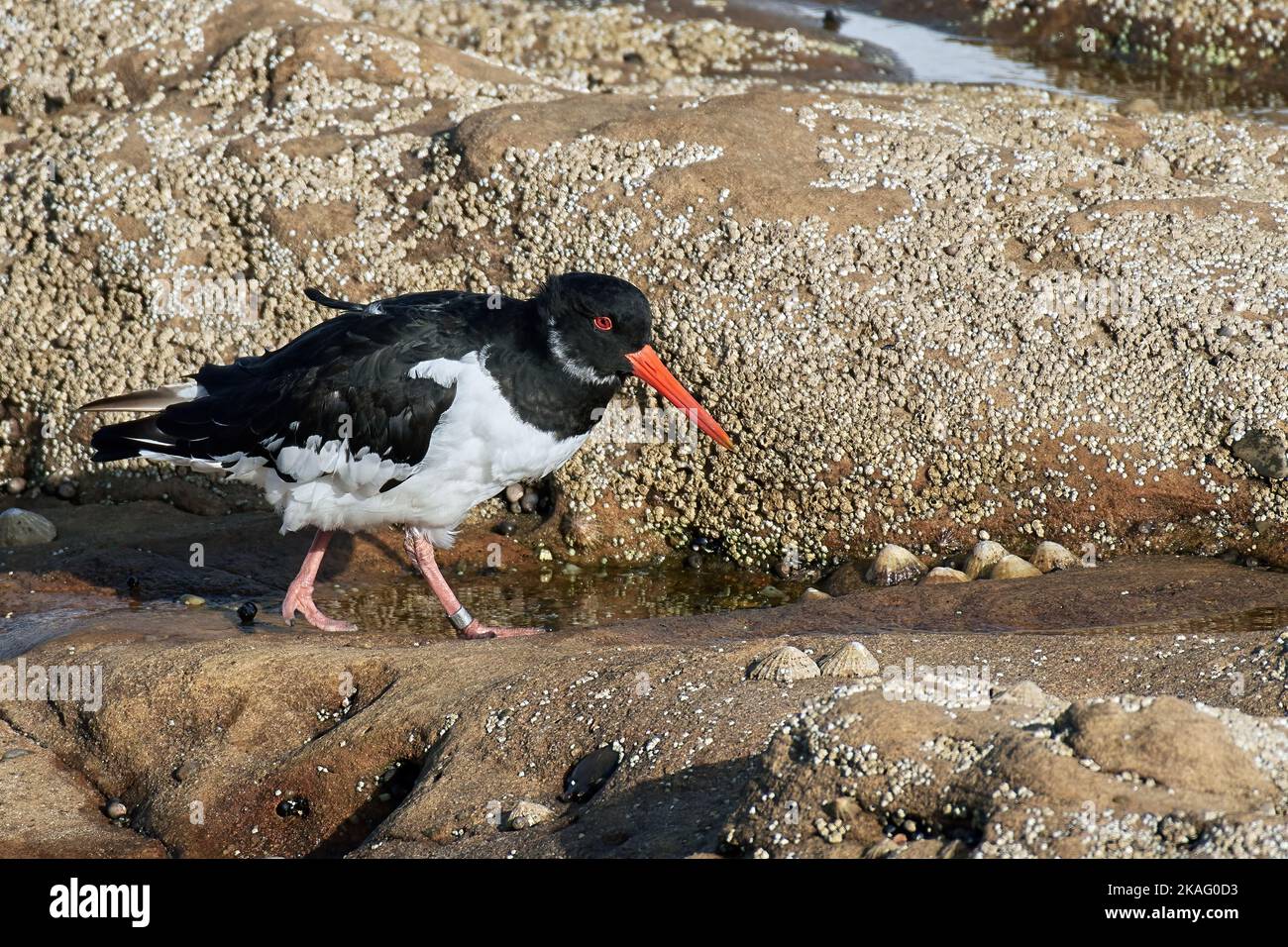 Mare di beccacce di mare immagini e fotografie stock ad alta ...