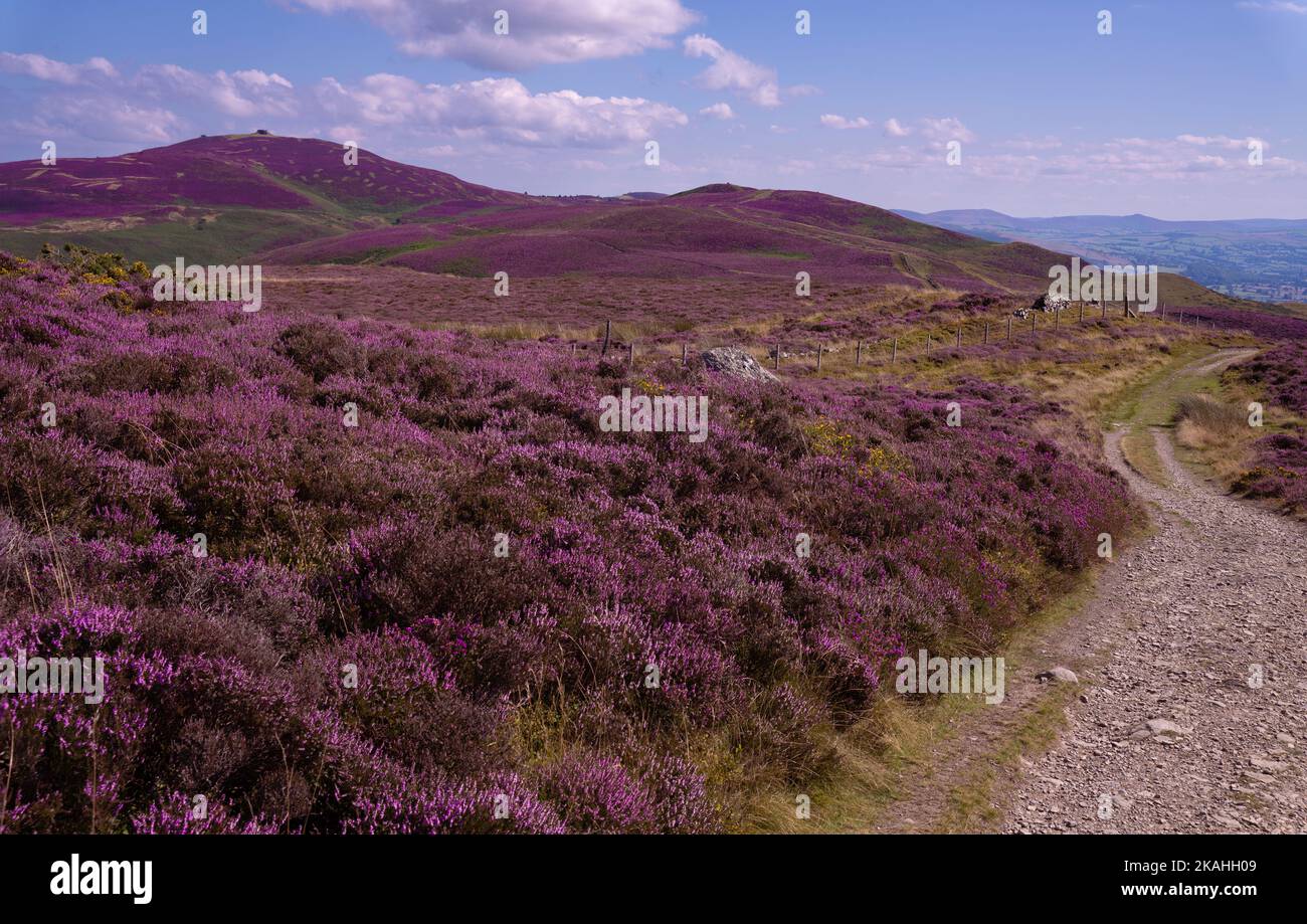Moel arthur hillfort immagini e fotografie stock ad alta risoluzione ...