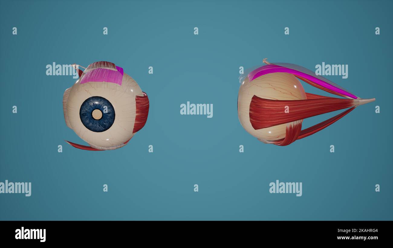 Medial rectus muscle immagini e fotografie stock ad alta risoluzione ...
