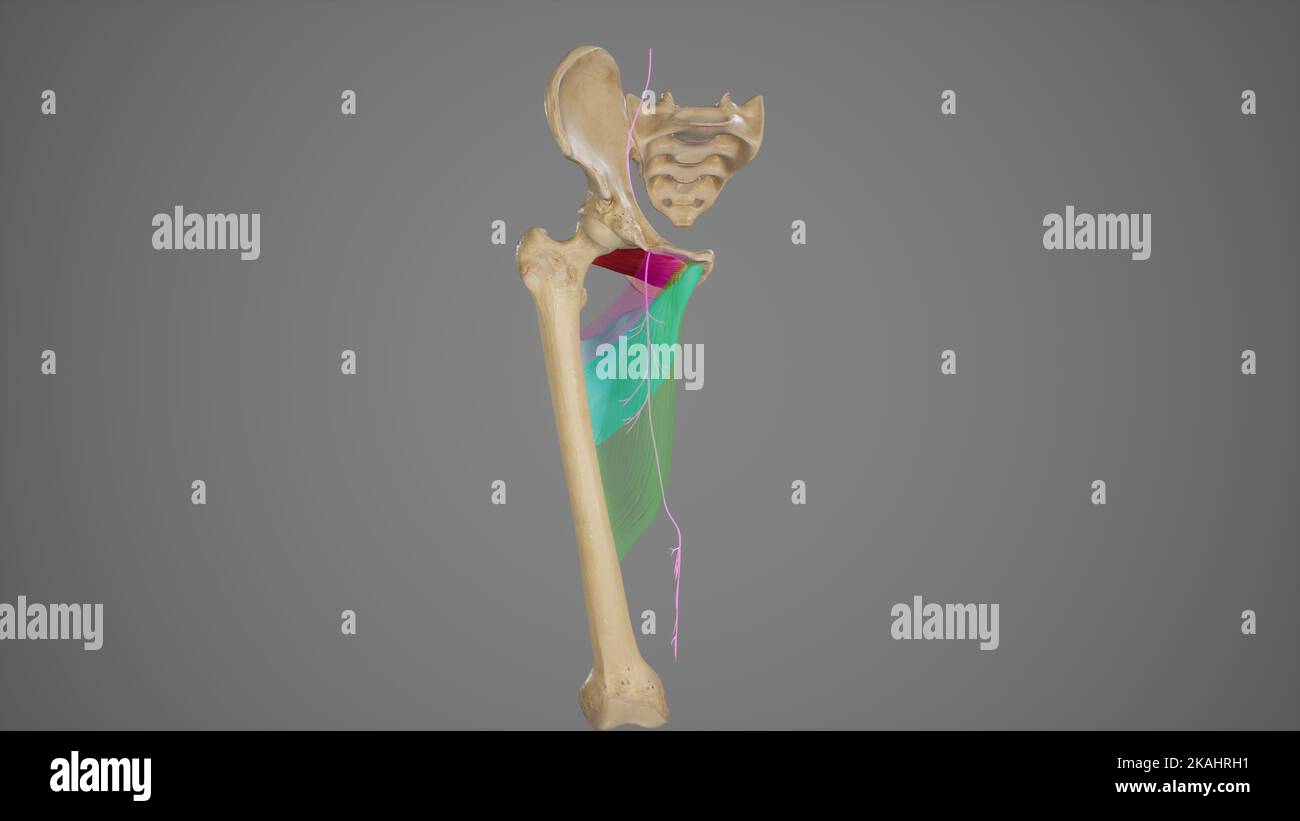 Músculo tibial anterior anatomía immagini e fotografie stock ad alta ...