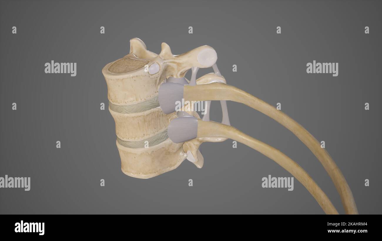Costovertebral joints immagini e fotografie stock ad alta risoluzione ...