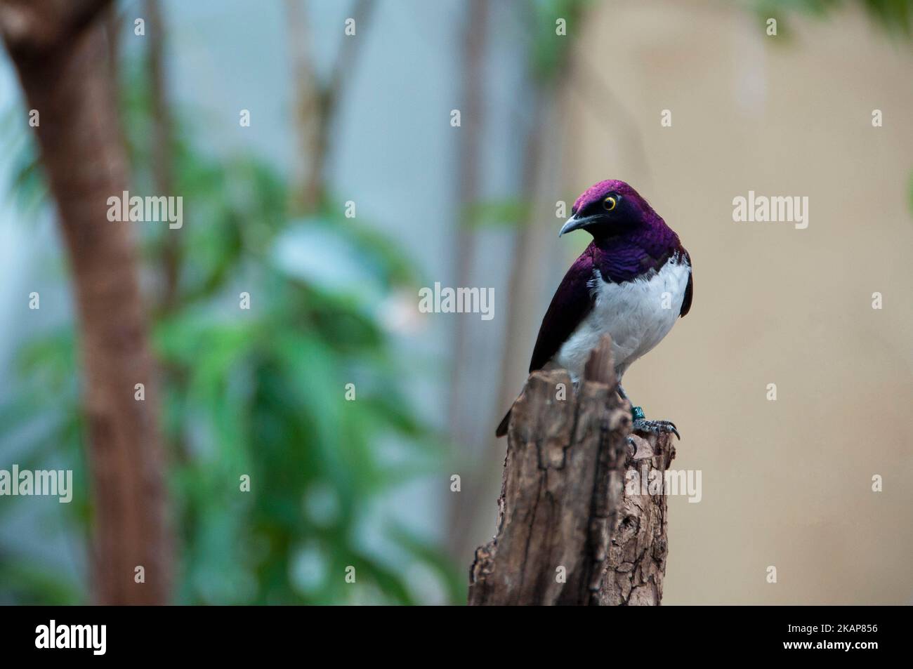Violet backed starling cinnyricinclus leucogaster immagini e fotografie ...