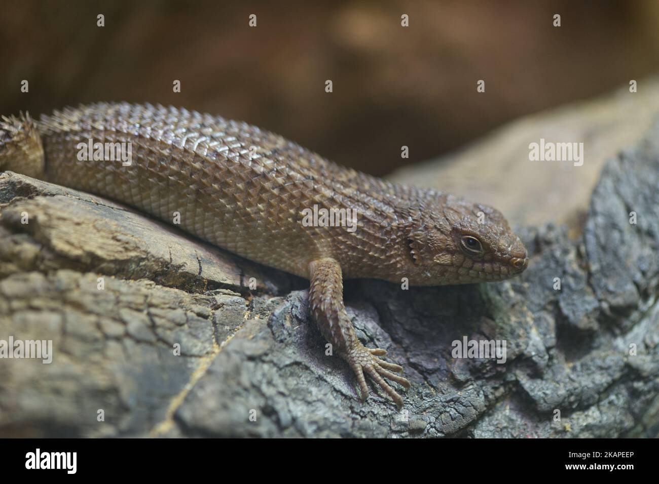 Ginke skink immagini e fotografie stock ad alta risoluzione - Alamy
