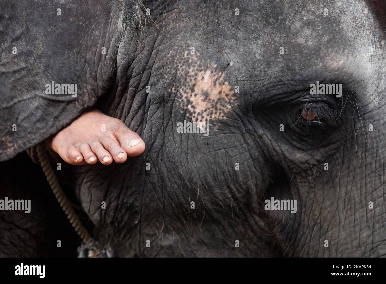 Gli indù del Bangladesh partecipano con un elefante per celebrare il ...