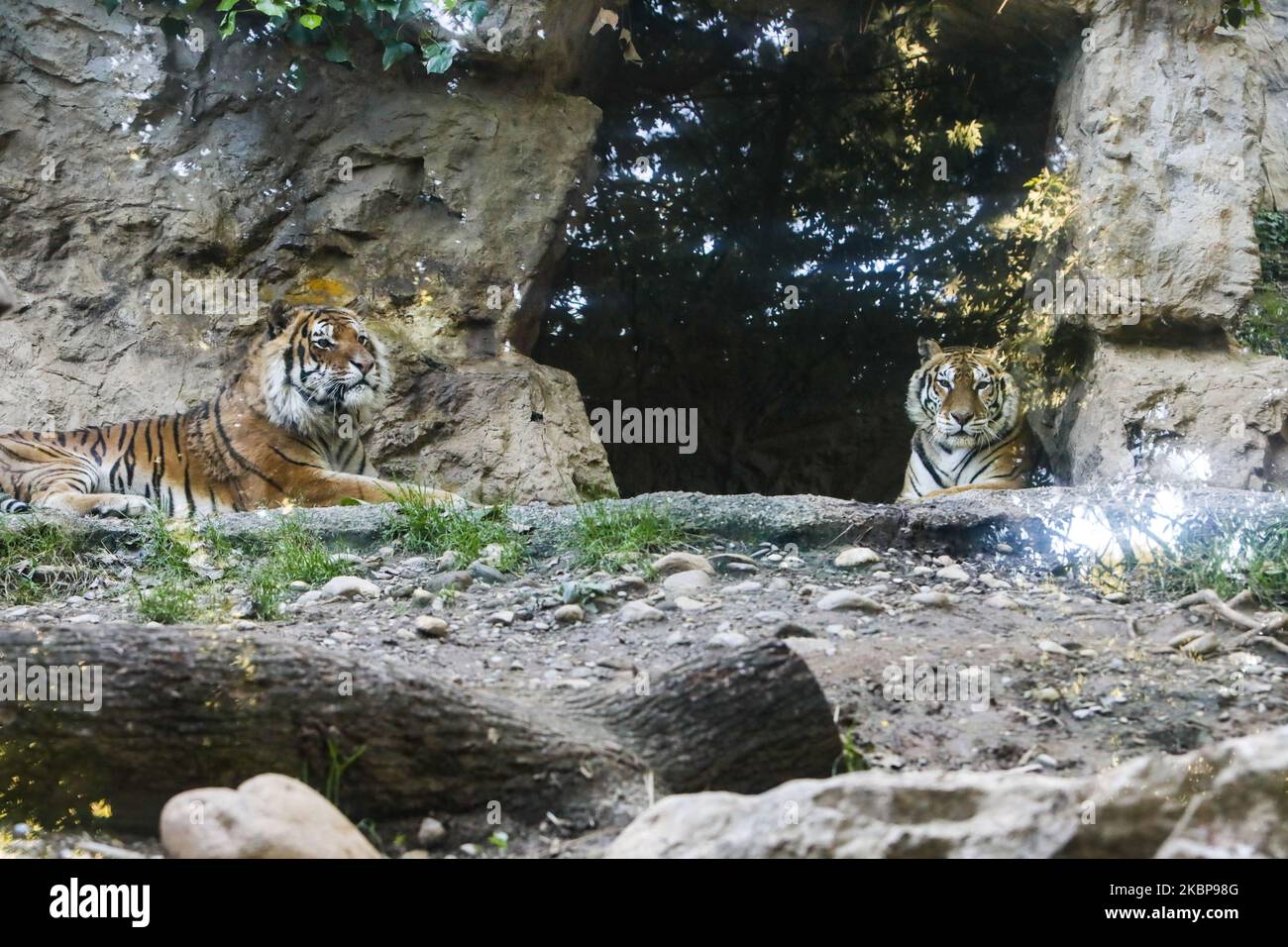Parco cornelle immagini e fotografie stock ad alta risoluzione - Alamy