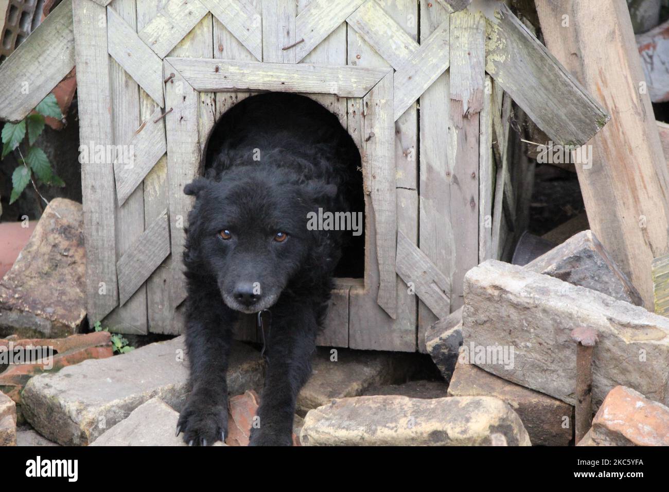 Cane da fattoria pigro immagini e fotografie stock ad alta risoluzione ...