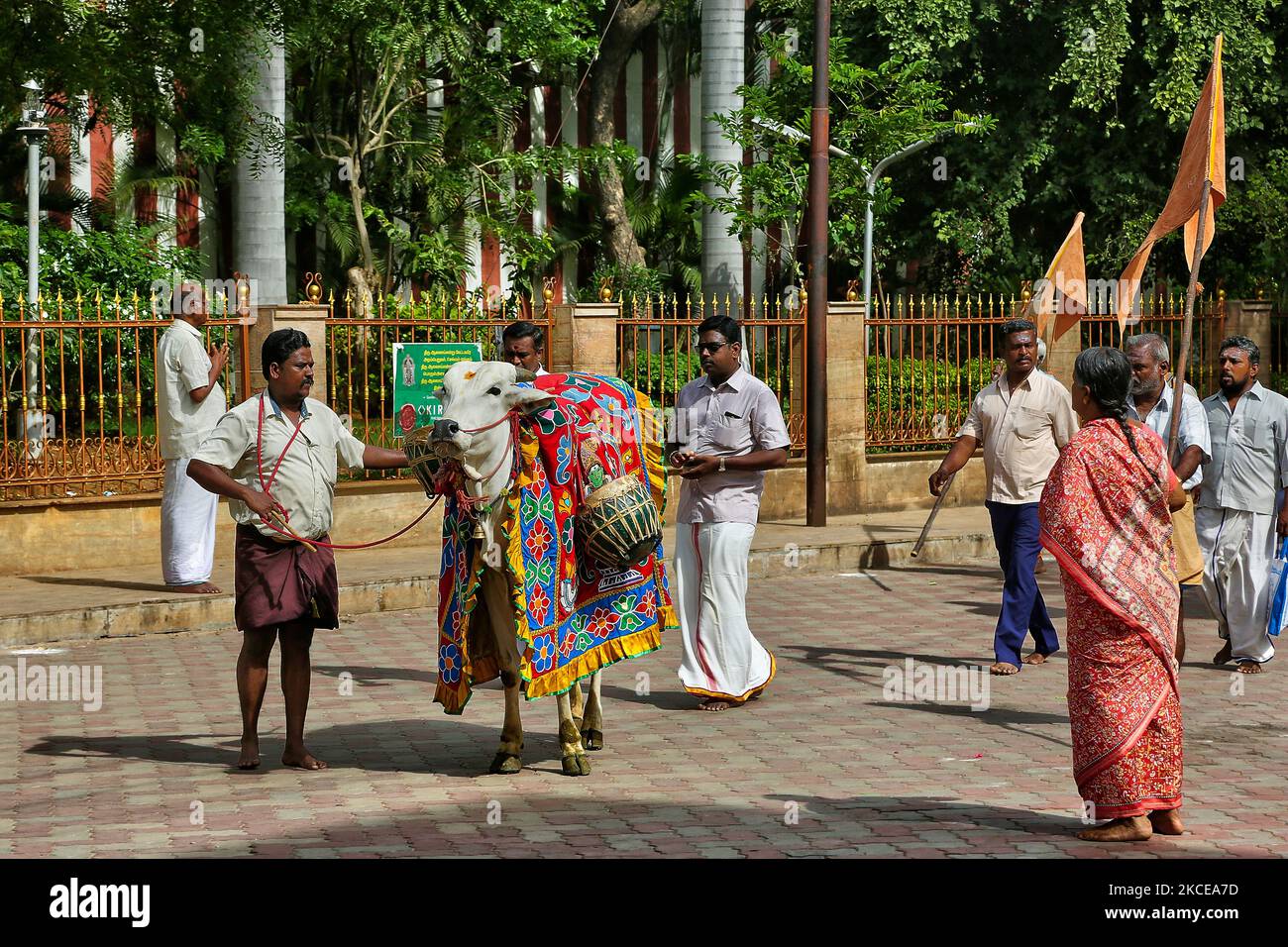 I devoti indù guidano una mucca sacra durante una processione religiosa al di fuori del Tempio ...