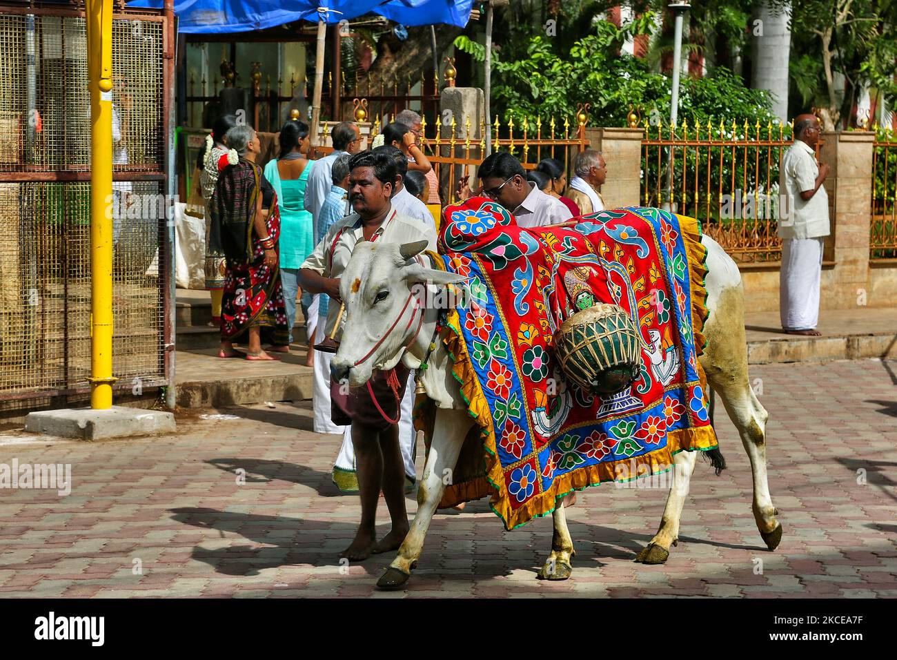 I devoti indù guidano una mucca sacra durante una processione religiosa al di fuori del Tempio ...