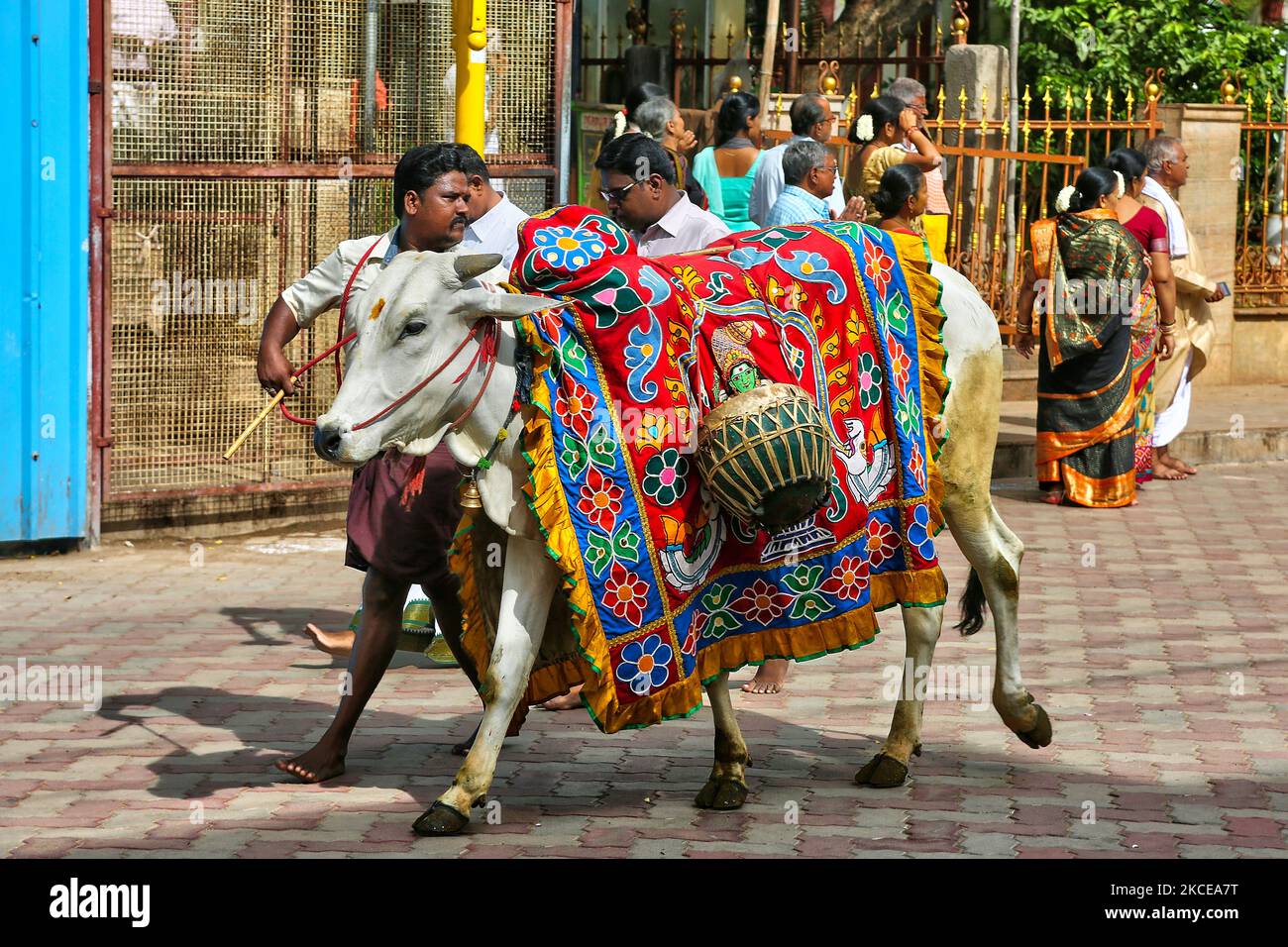 I devoti indù guidano una mucca sacra durante una processione religiosa al di fuori del Tempio ...